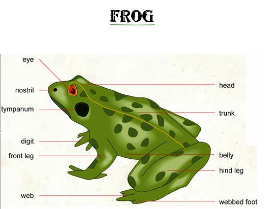 SCIENCE YEAR 3 ( ANIMALS ): OBSERVING AND RECOGNISING EXTERNAL FEATURES ...