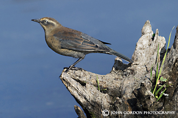 John Gordon/Listening to Birds: In Search of Rusty