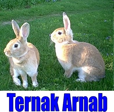 bukan doktor veterinar: Ternak Arnab