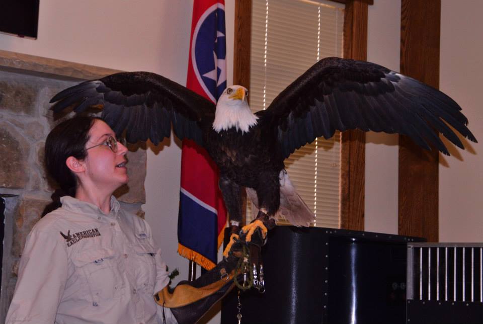 Trips 'n Toys: American Eagle Foundation: Birds of Prey