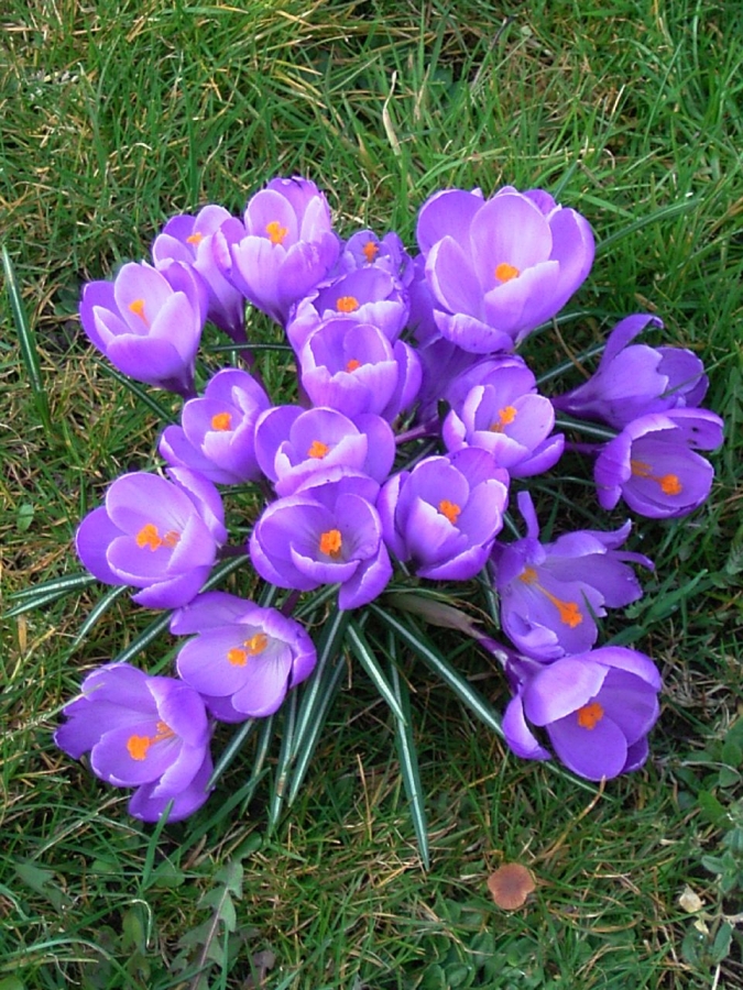 Flori de primavara: mai 2012