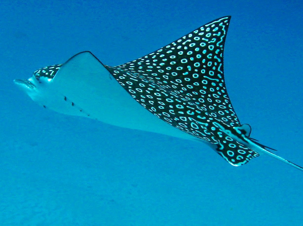 Spotted Eagle Ray | Fun Animals Wiki, Videos, Pictures, Stories
