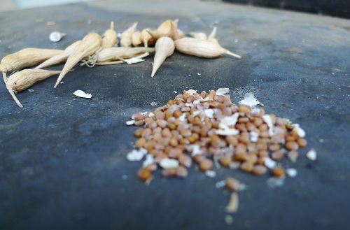 The Garden Yard: Seed Saving: Radishes and Spinach