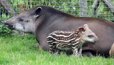 Curiosidades do mundo pet: Anta