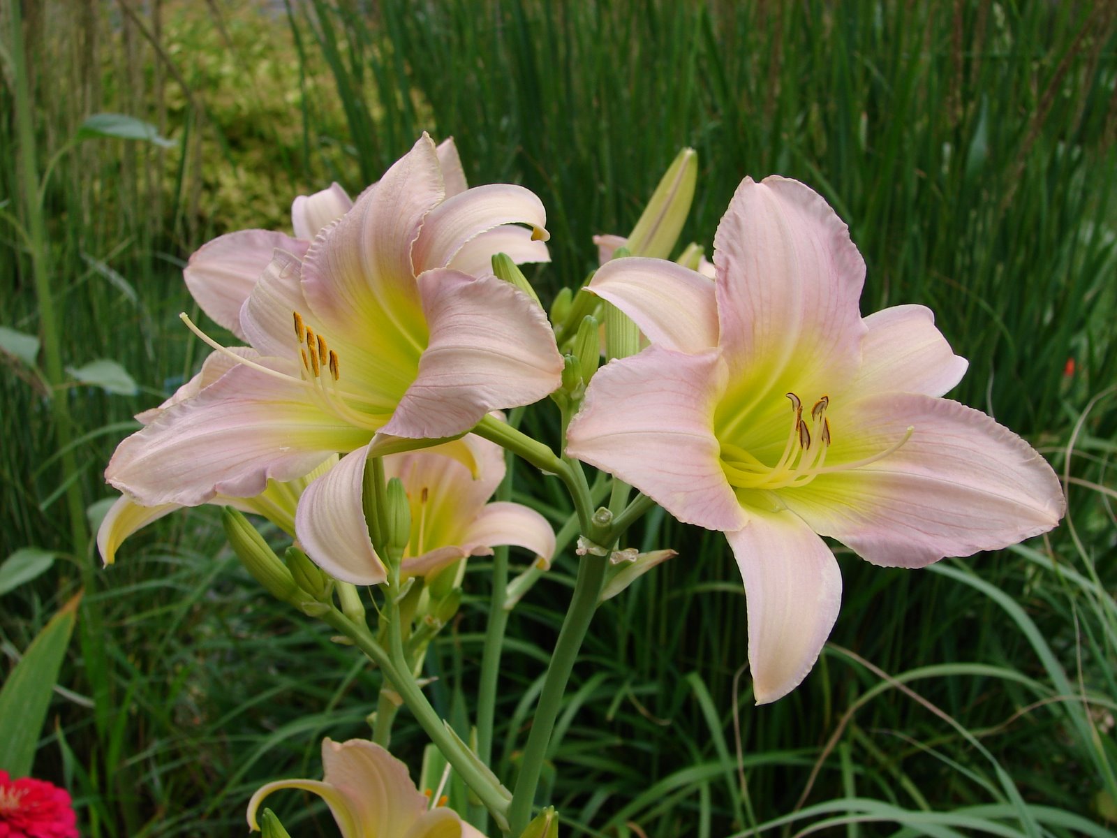 New Utah Gardener: Daylily - My Favorite Perennial!