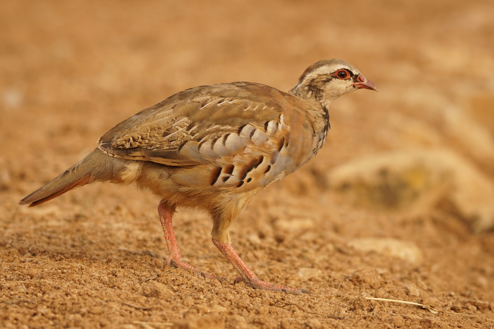 Pasión por las aves: Perdiz roja.(Alectoris rufa)