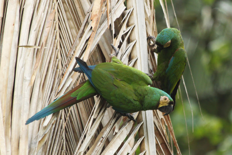 Nuestro bello mundo...: Primavera en el Parque del Este