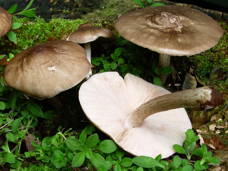 Ciuperca cerbilor (Pluteus cervinus) | Ciupercomania, totul, cu si ...