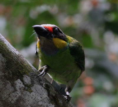 Ron-Nature-Adventures: Common Birds of Forest Trails