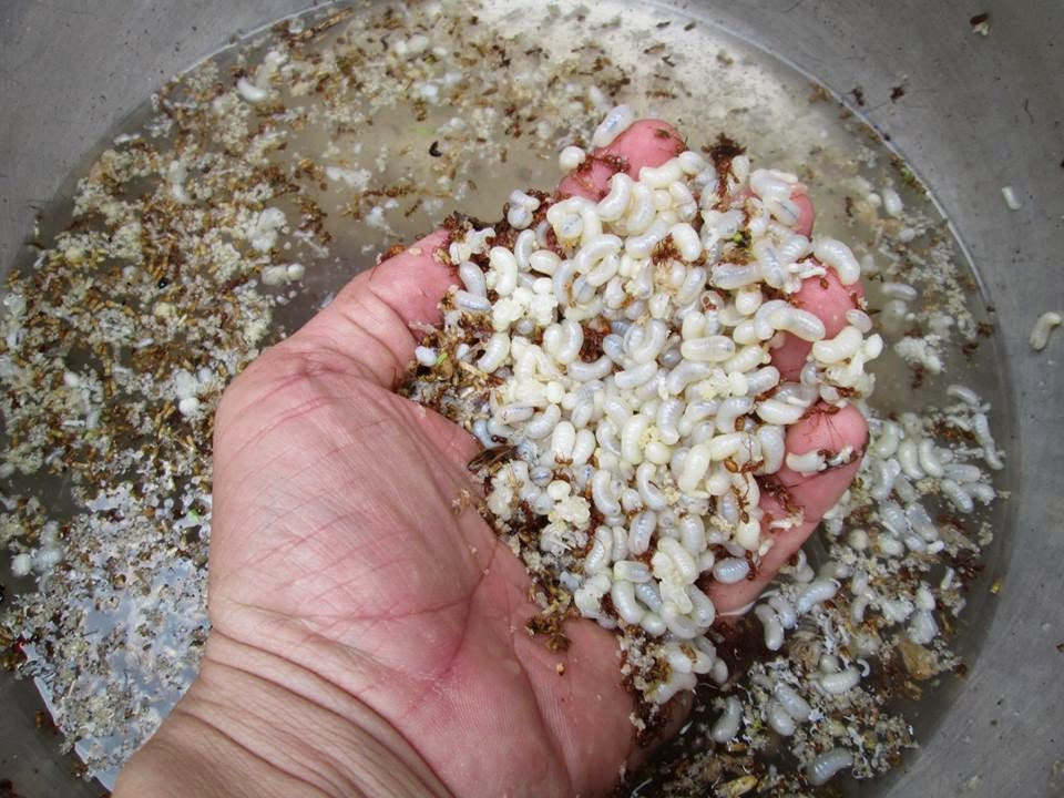 Laoconnection.com: Ant Eggs