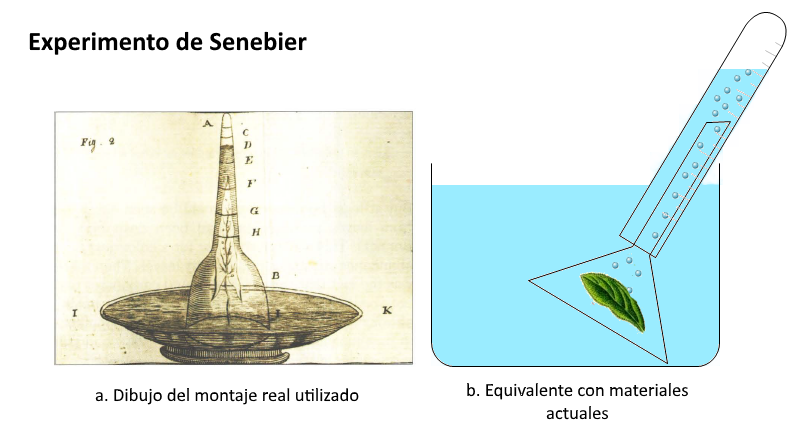 ¿Entiendes la ciencia?: Los experimentos más bellos de la Biología 2 ...