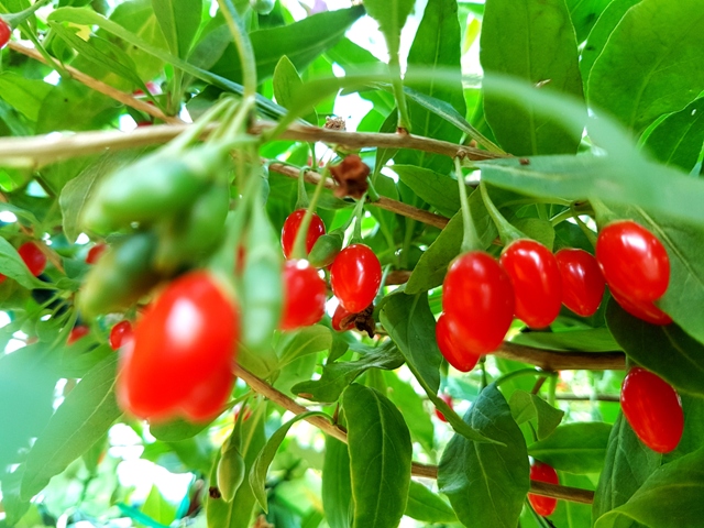 Cultivarea Goji in Romania: Top 25 de beneficii ale fructelor Goji