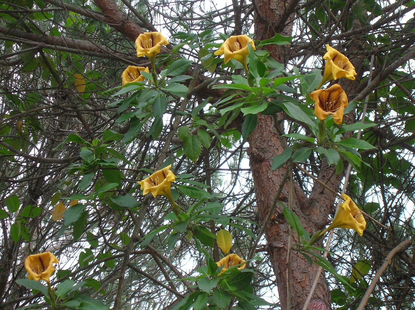 Recregarden: SOLANDRA MAXIMA