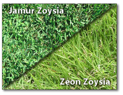 Hello USA: zeon zoysia