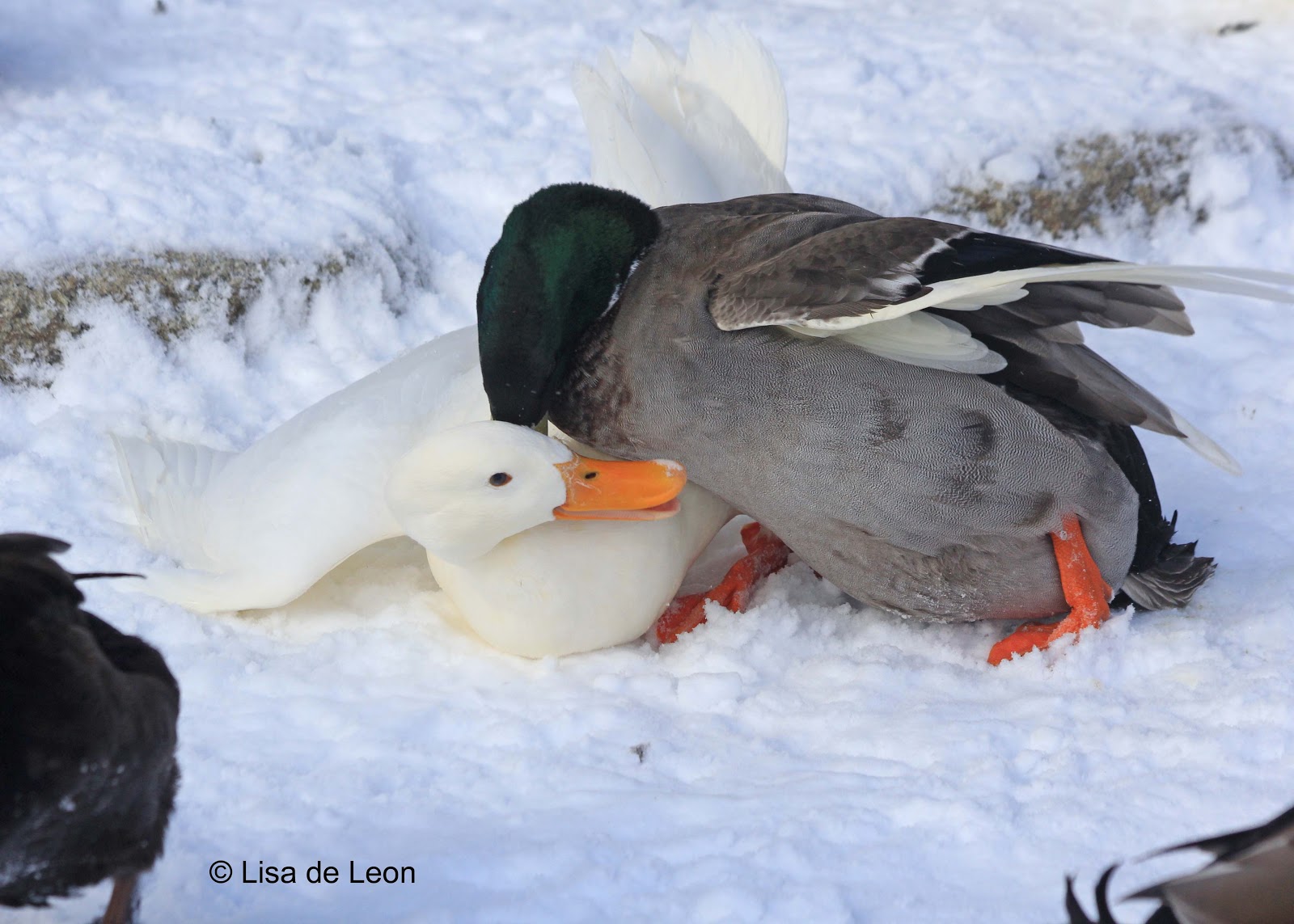 Birding with Lisa de Leon: Duck Fight!