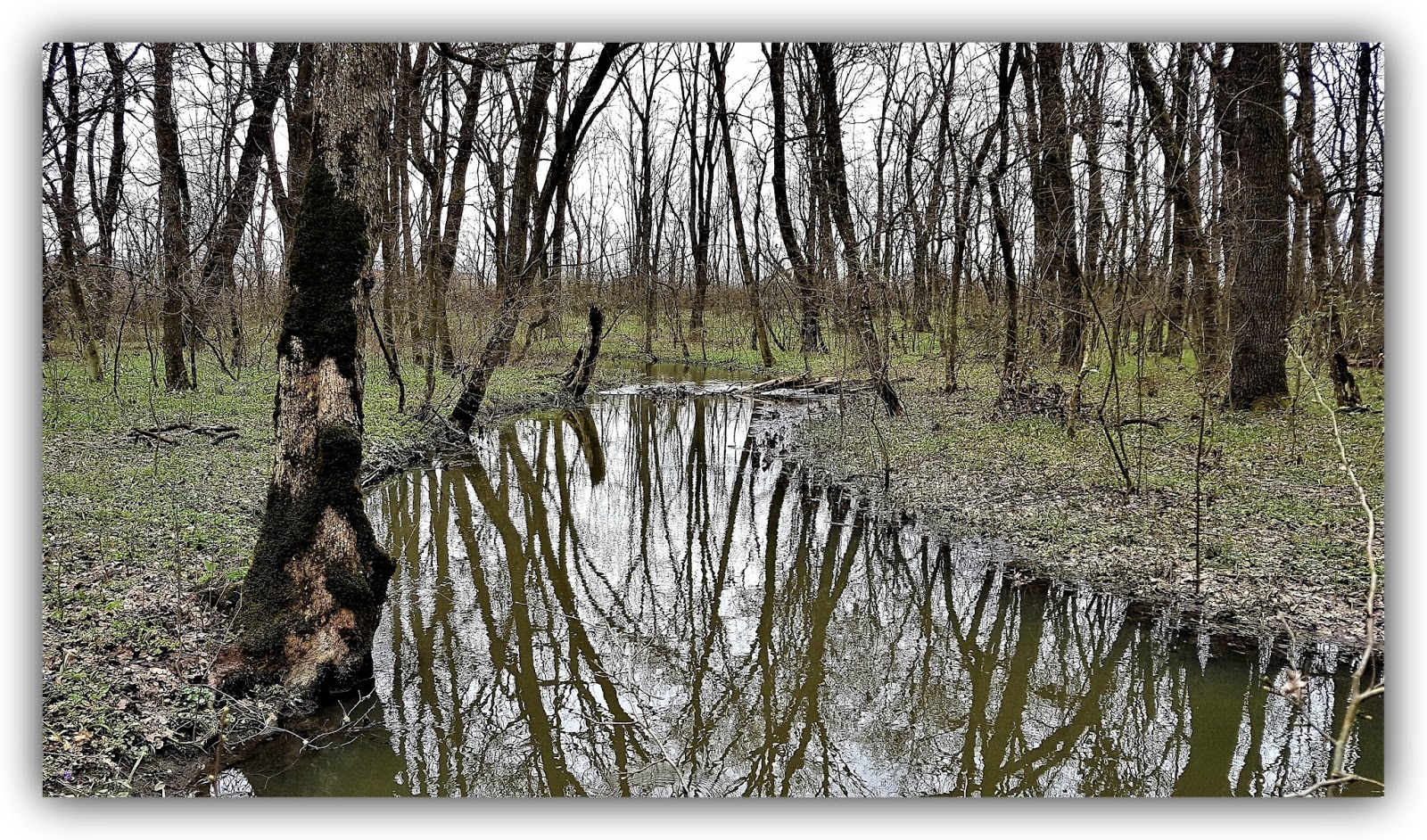 O plimbare prin padure