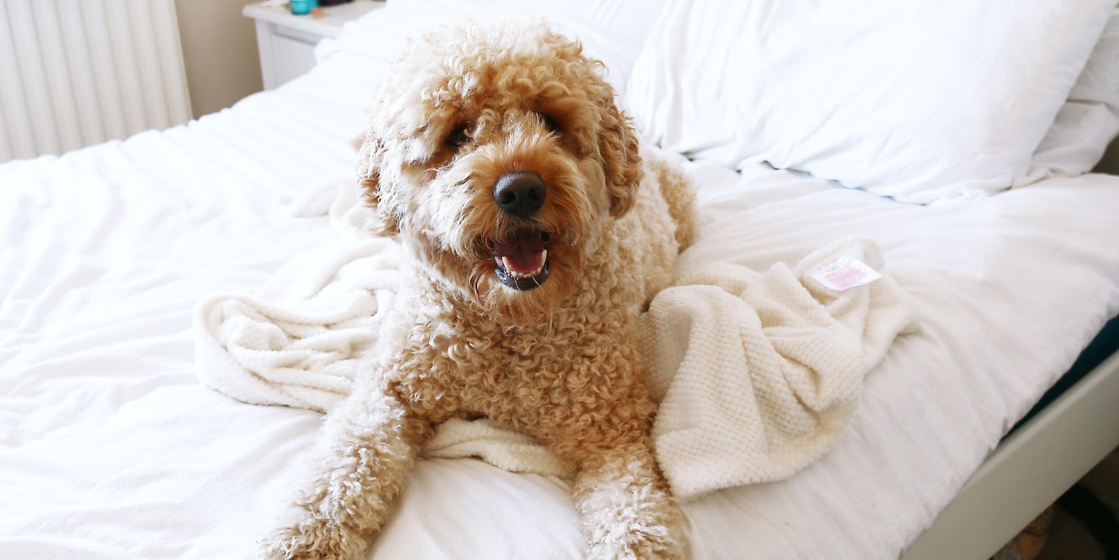6 Things I've Learnt Since Having A Dog - Corrie Bromfield