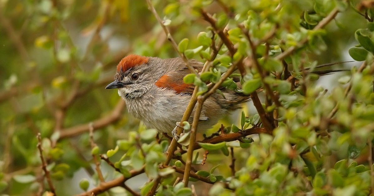 mis fotos de aves: Synallaxis albescens Pijui Cola Parda Pale-breasted ...