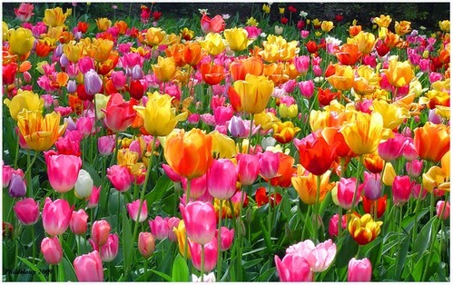 Keindahan Bunga Tulip Dari Pandangan Udara. - Gaban Comel