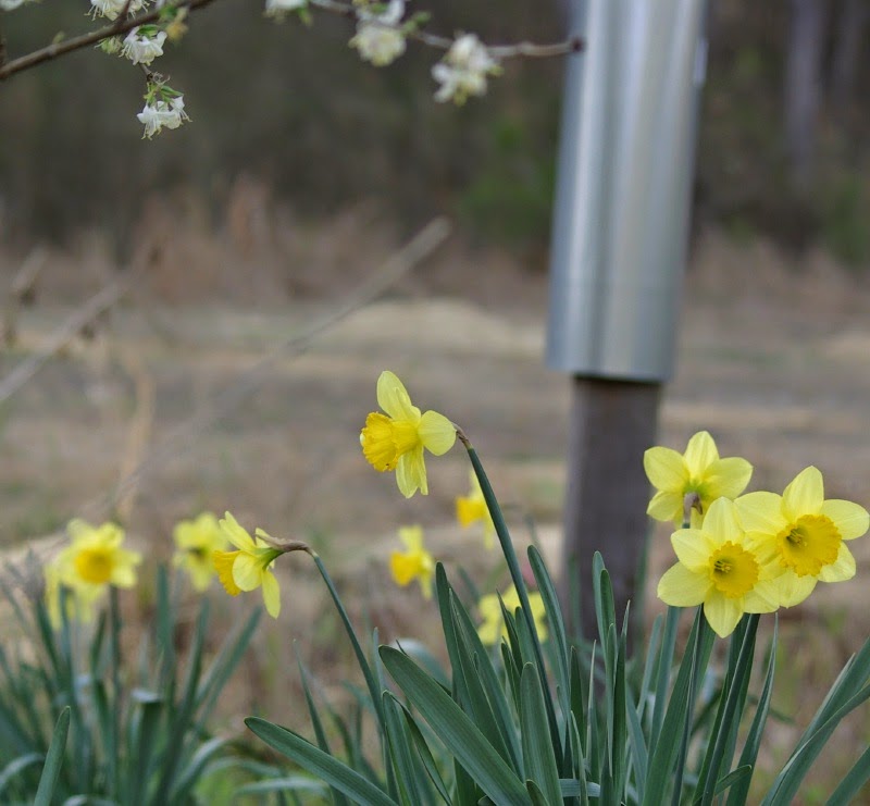 sweetbay: Blooming Friday ~ Summer, then spring