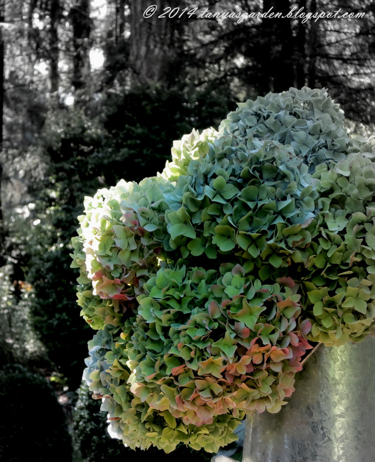 MySecretGarden: Green October Hydrangea Bouquets