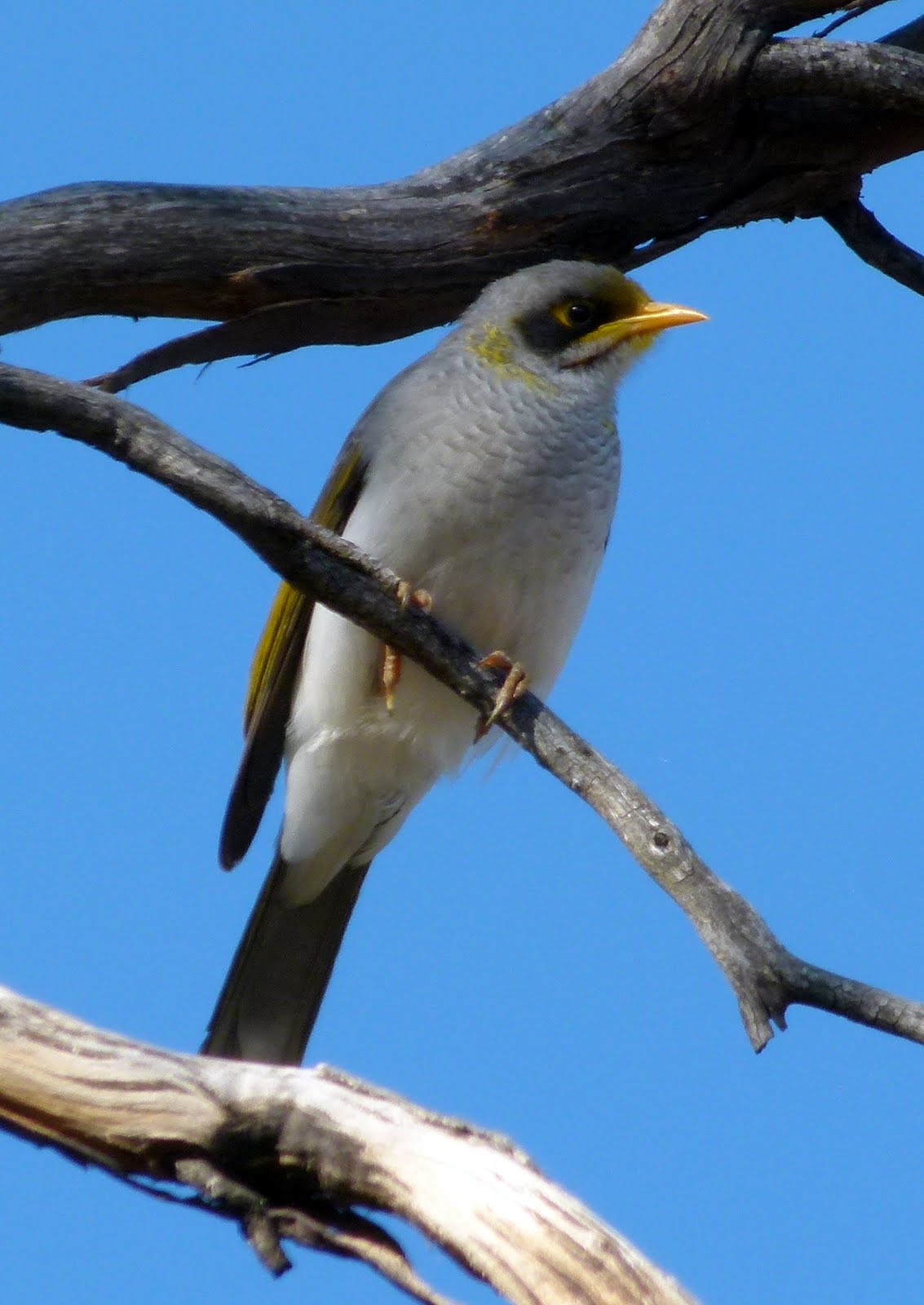 QUEENSLAND BIRDER - Birds and the natural world at home and away ...