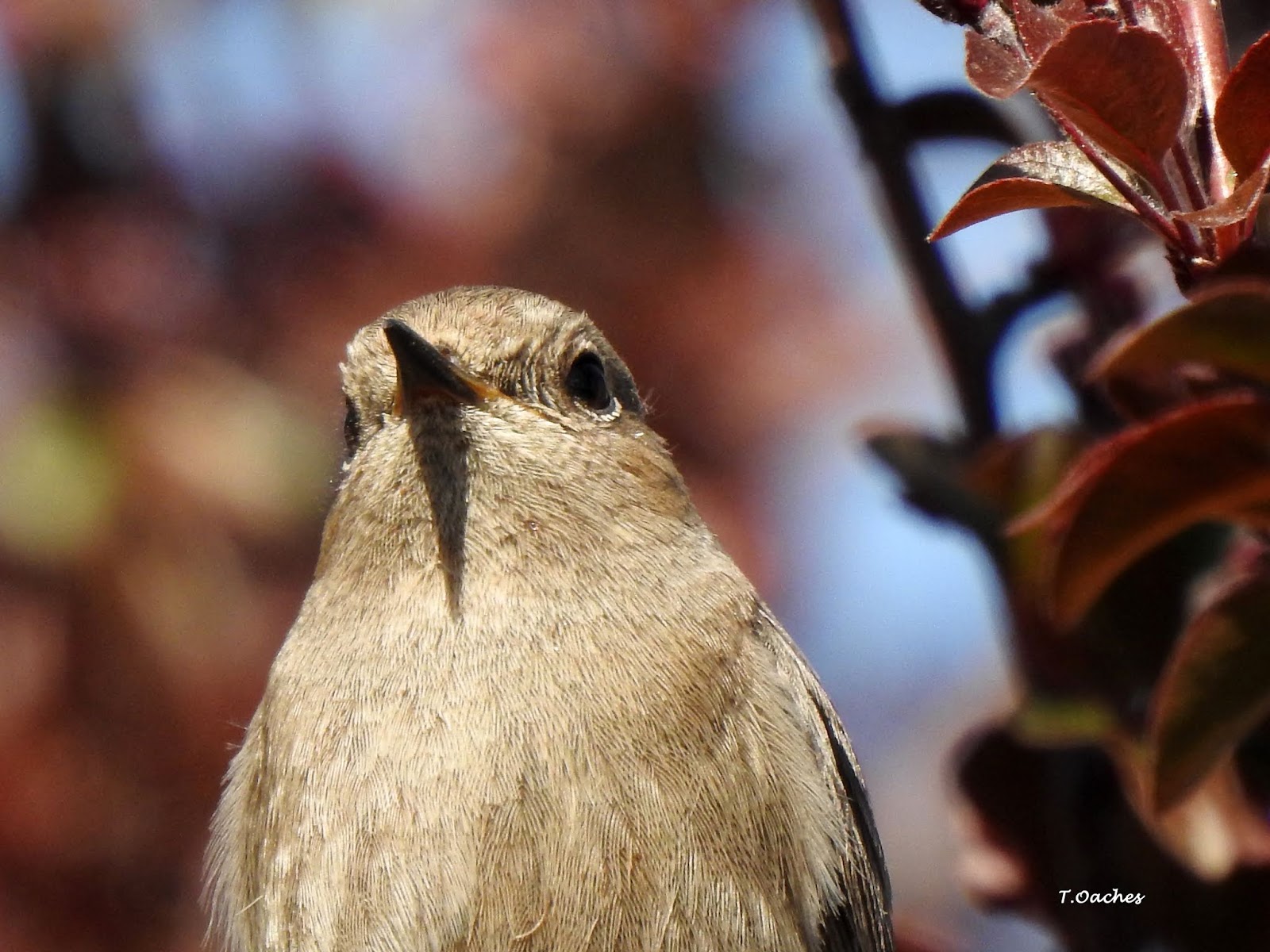 PASARI DIN ROMANIA: CODROS DE MUNTE (1), Phoenicurus ochruros