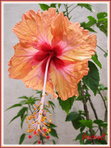 Shoe Flower (Jasood)(Hibiscus Flower)