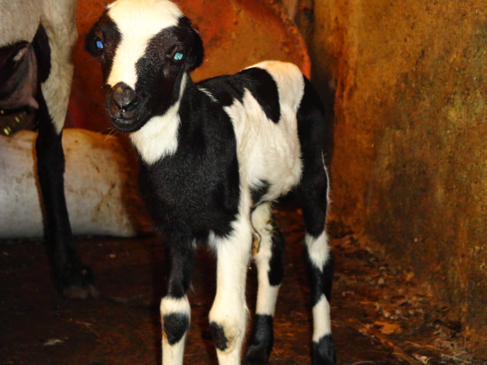 KONTROVERSI PANAS : ""PEMELIHARAAN BUDI DAYA TERNAK DOMBA GARUT""