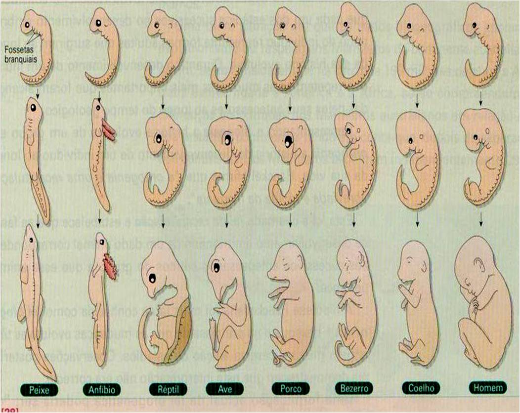 EMBRIOLOGIA HUMANA- FASES | CRESCIMENTO DO FETO SEMANA A SEMANA ~ Dicas ...