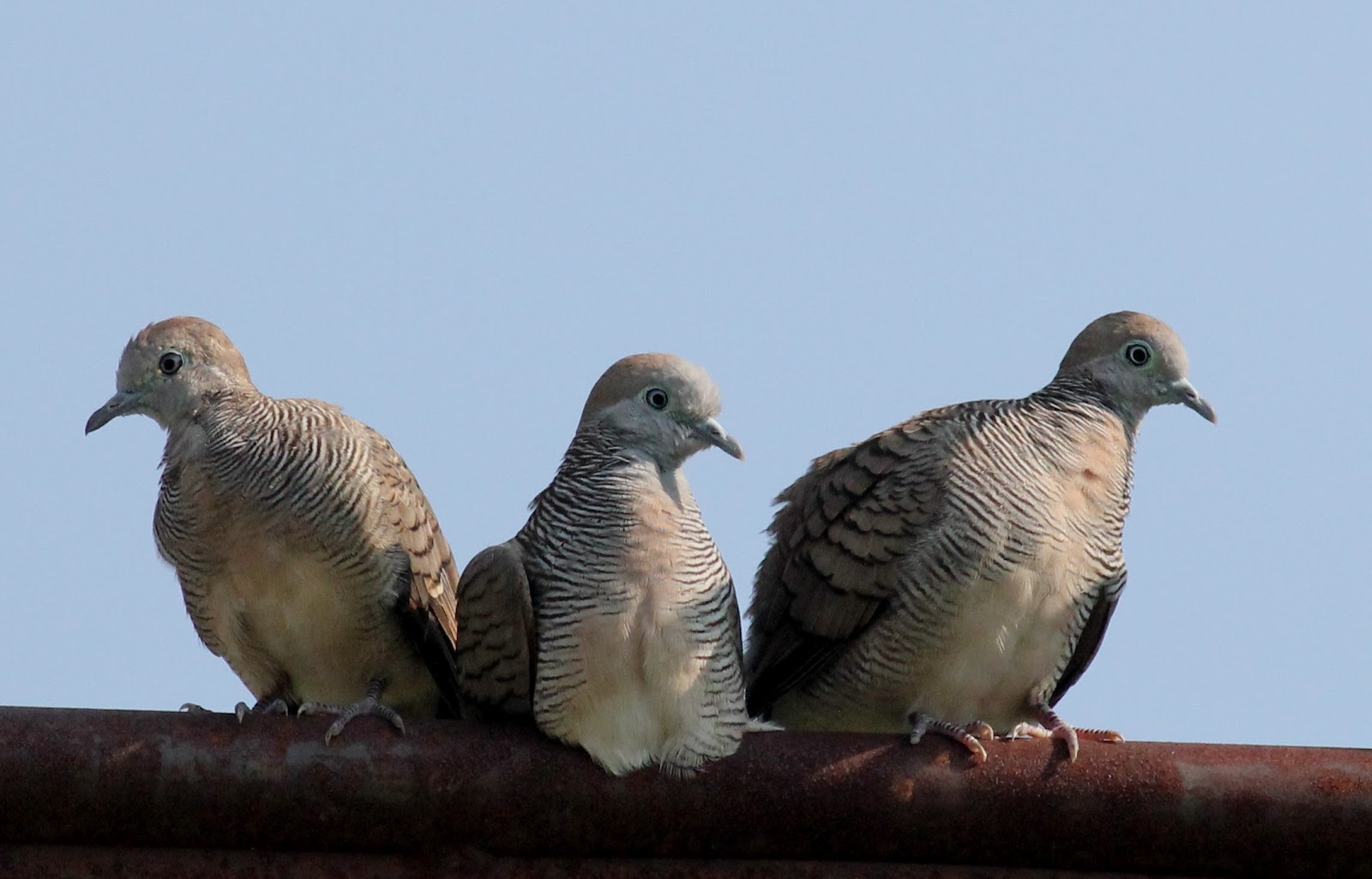 Ron-Nature-Adventures: Common Household and Garden Birds
