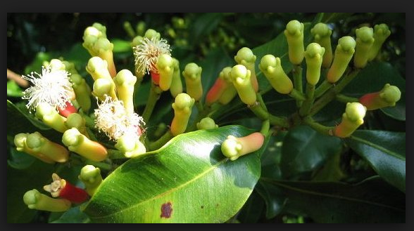 Definisi Pengertian Cengkeh dan Jenisnya | Mail Chaozkhaky