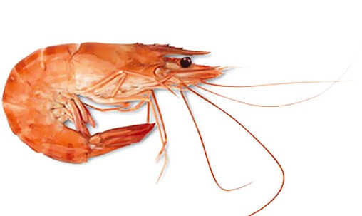 Cuisine artisanale d'Ambanja ( Madagascar ): Les bienfaits de la crevette