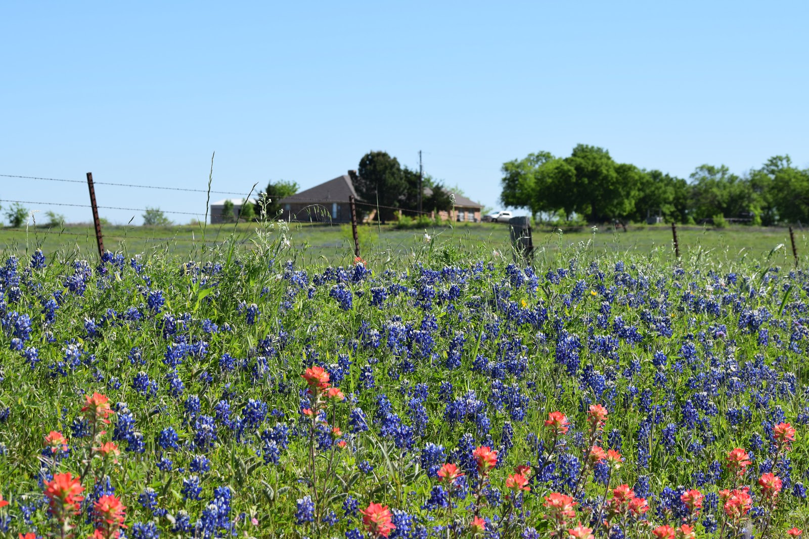 Travel for Life: Texas—Visiting Ennis for Bluebonnet Trails Festival (2019)