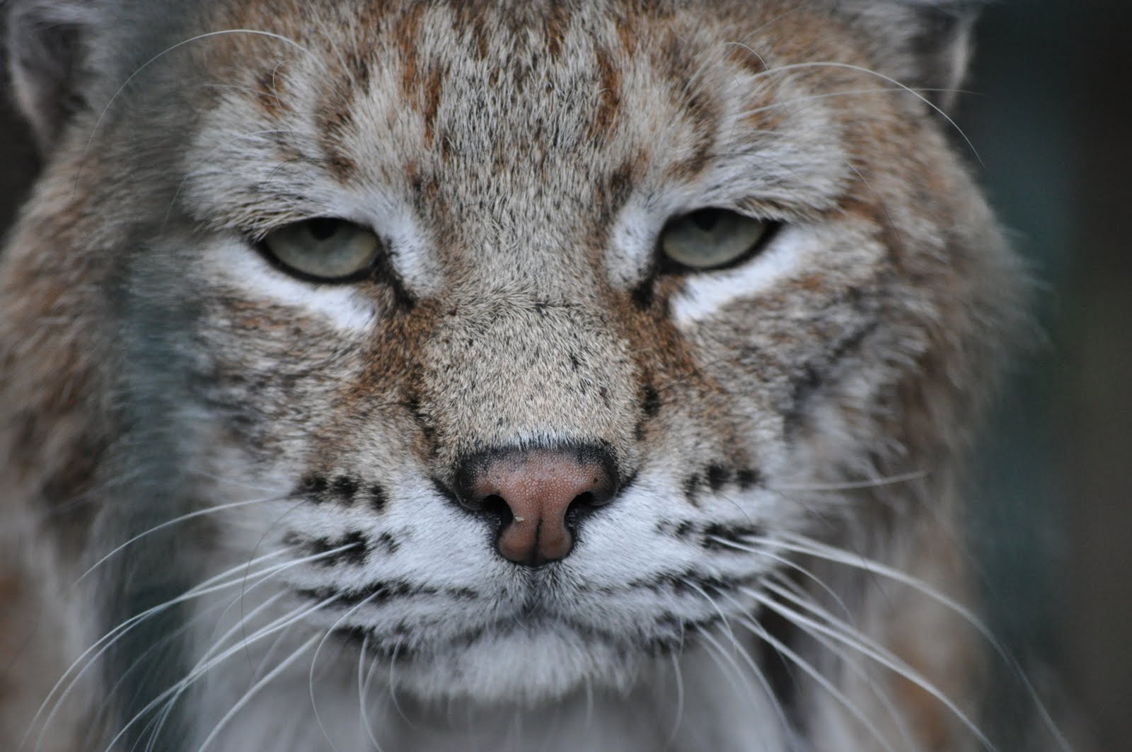 ZOOTOGRAFIANDO (MI COLECCIÓN DE FOTOS DE ANIMALES): LINCE ...