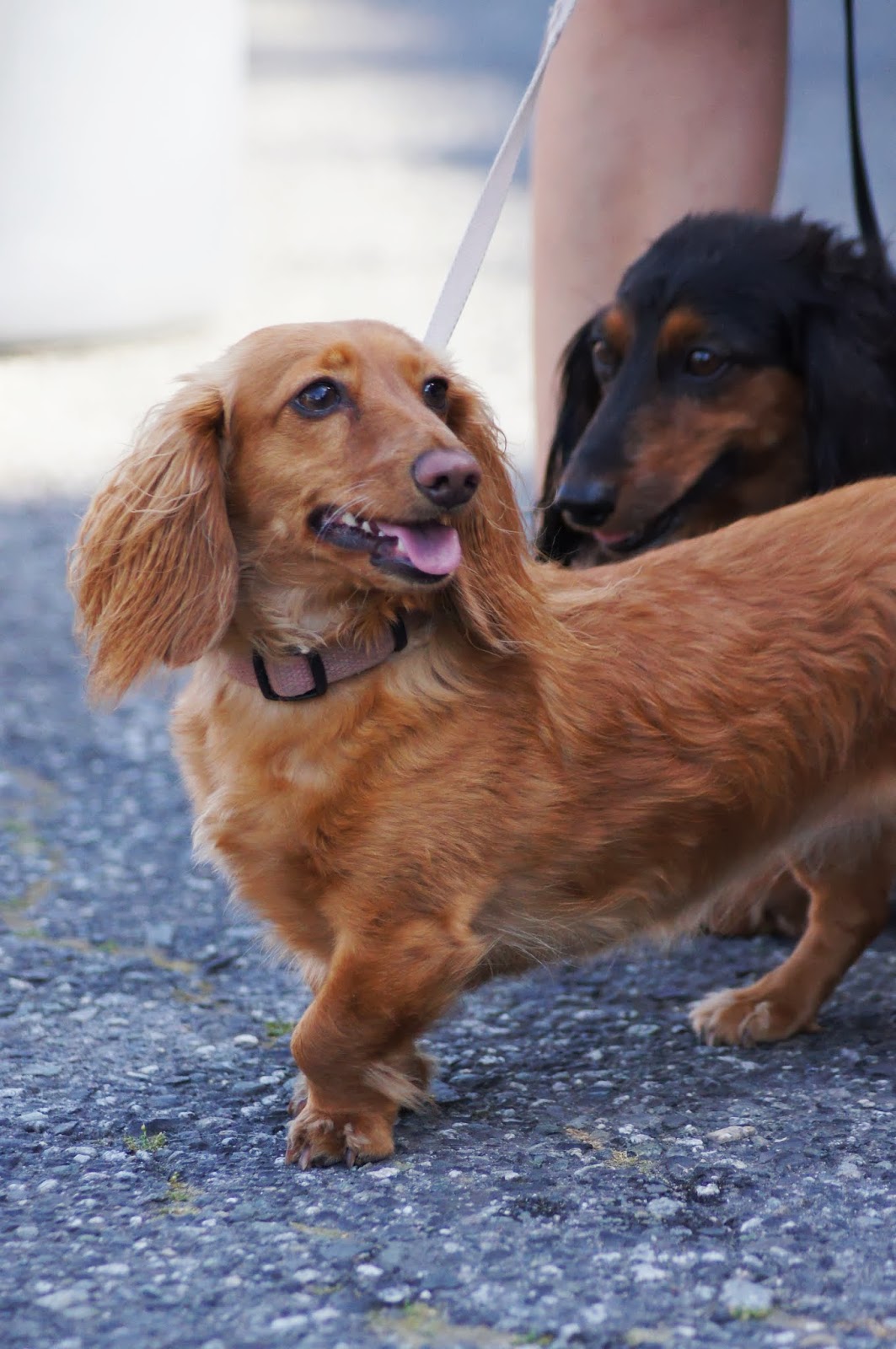 Mashed Thoughts: Wiener Dog Racing 2013