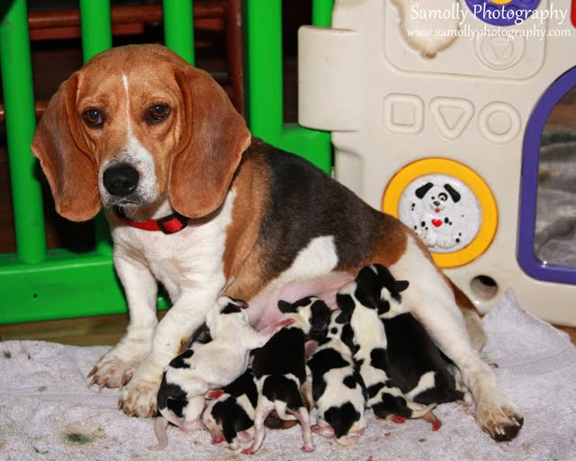 Backyard Beagles: How Our Business Began