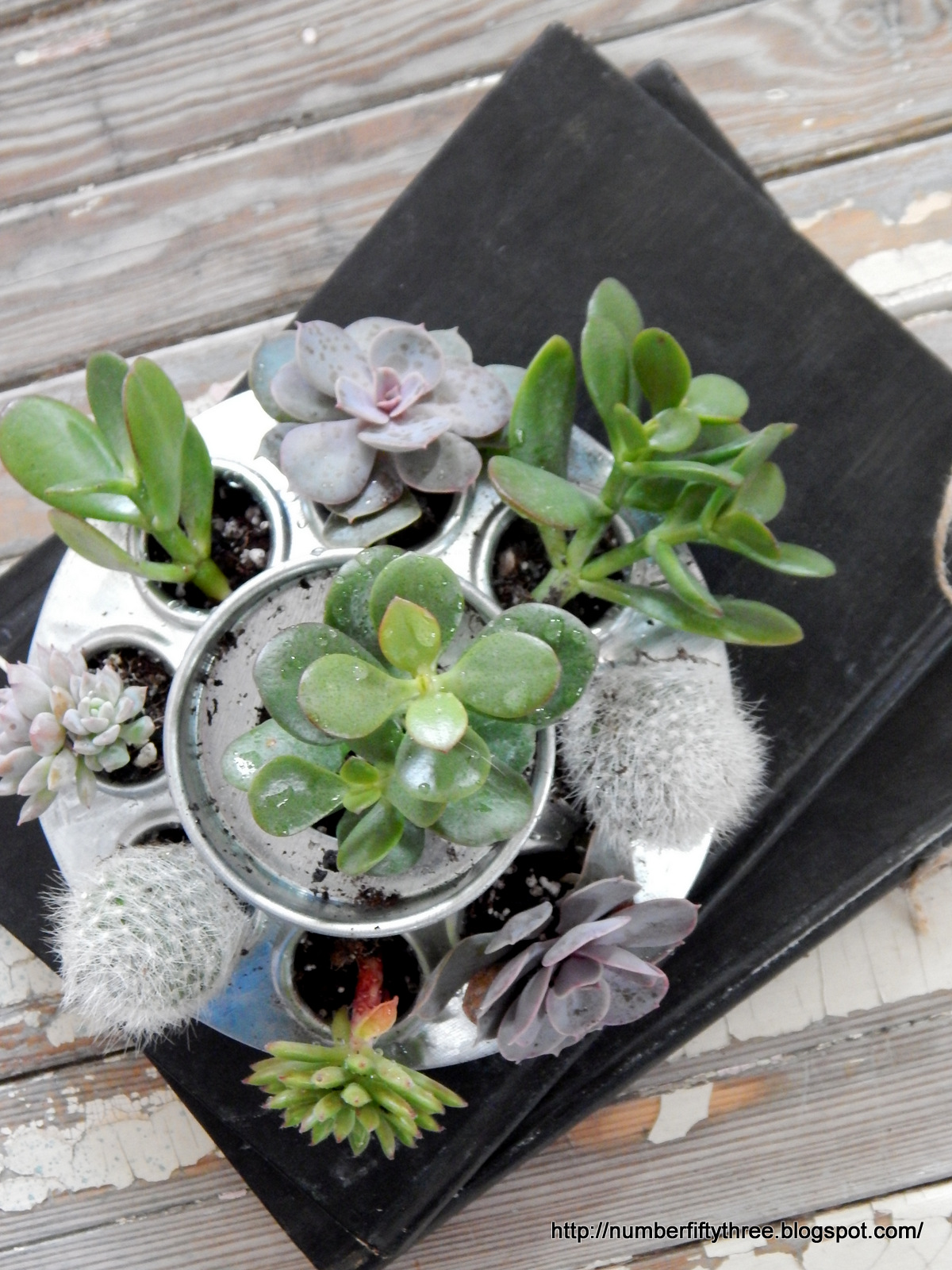 Number Fifty-Three: Chicken Feeder Succulent Planter