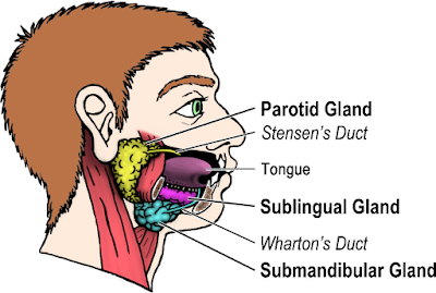 Kelenjar Saliva - ASK Librarian