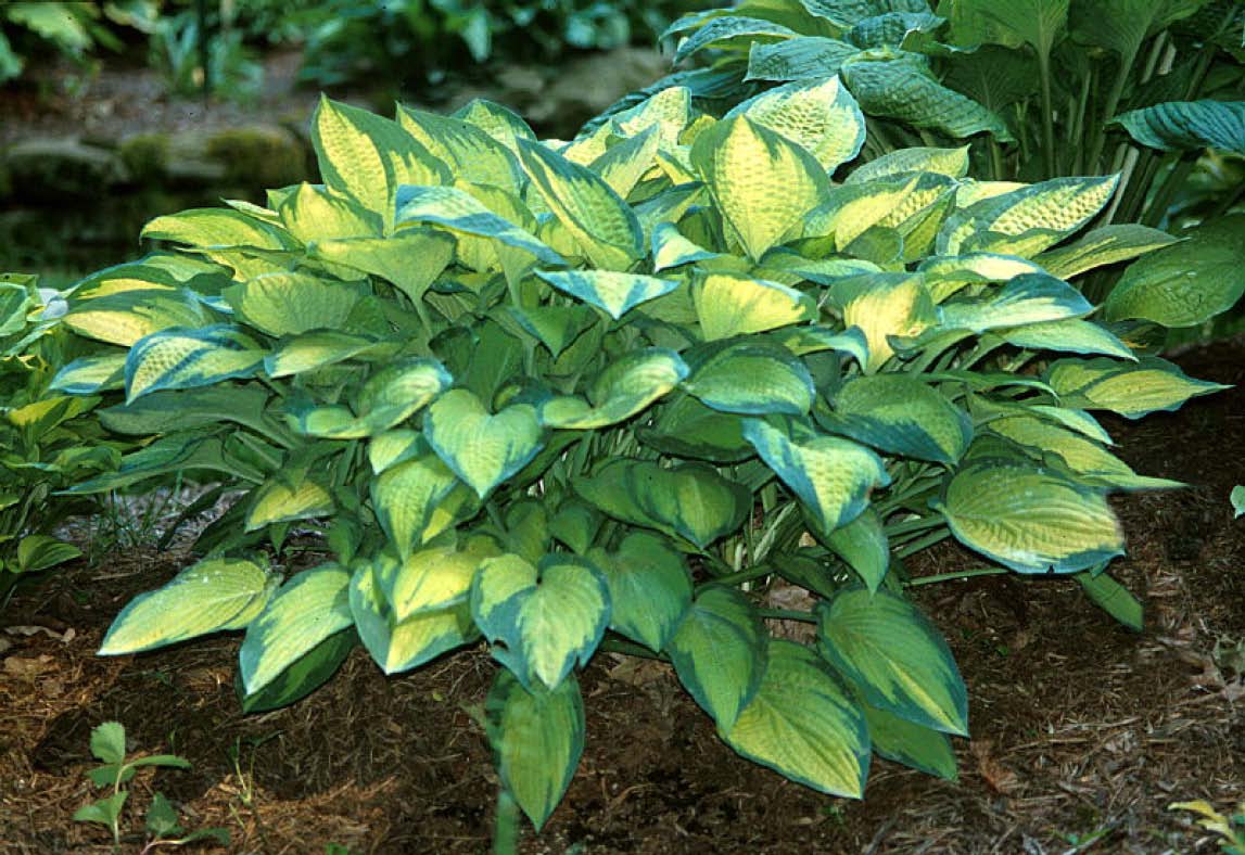 Beechwood Landscape Architecture and Construction: Paul's Glory Hosta ...