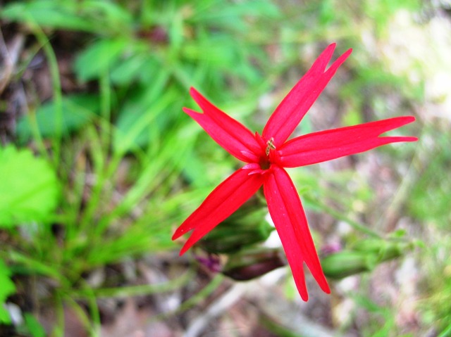 Divinebunbun's Rugged Rural Missouri: Valley View Glades Natural Area
