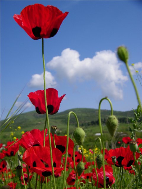 სიმღერების აკორდები: ყაყაჩო
