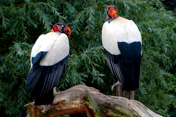 Bellas Aves de El Salvador: Sarcoramphus papa (rey zope, zopilote real)