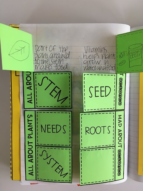 6 Classroom Activities To Teach Parts Of A Seed - Priceless Ponderings