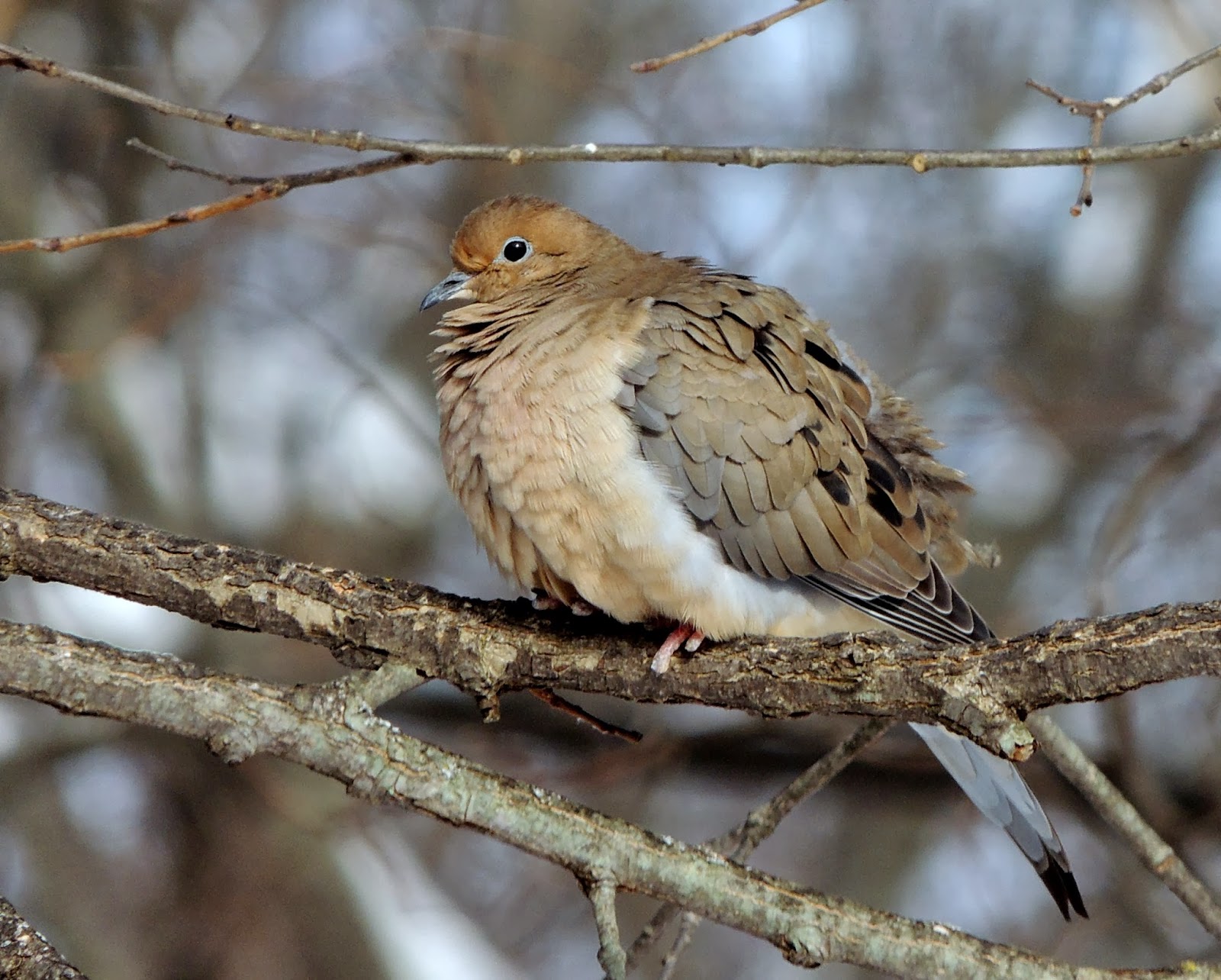 Birding Is Fun!: Cold (not Angry) Birds