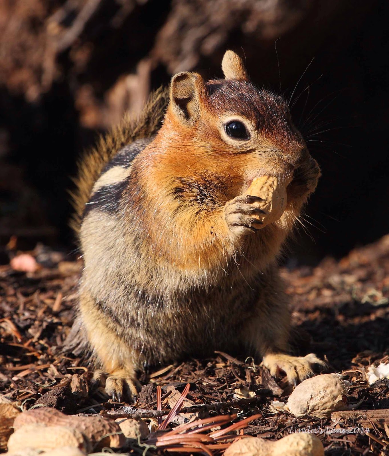 Linda's Lens: Chubby Chipmunks