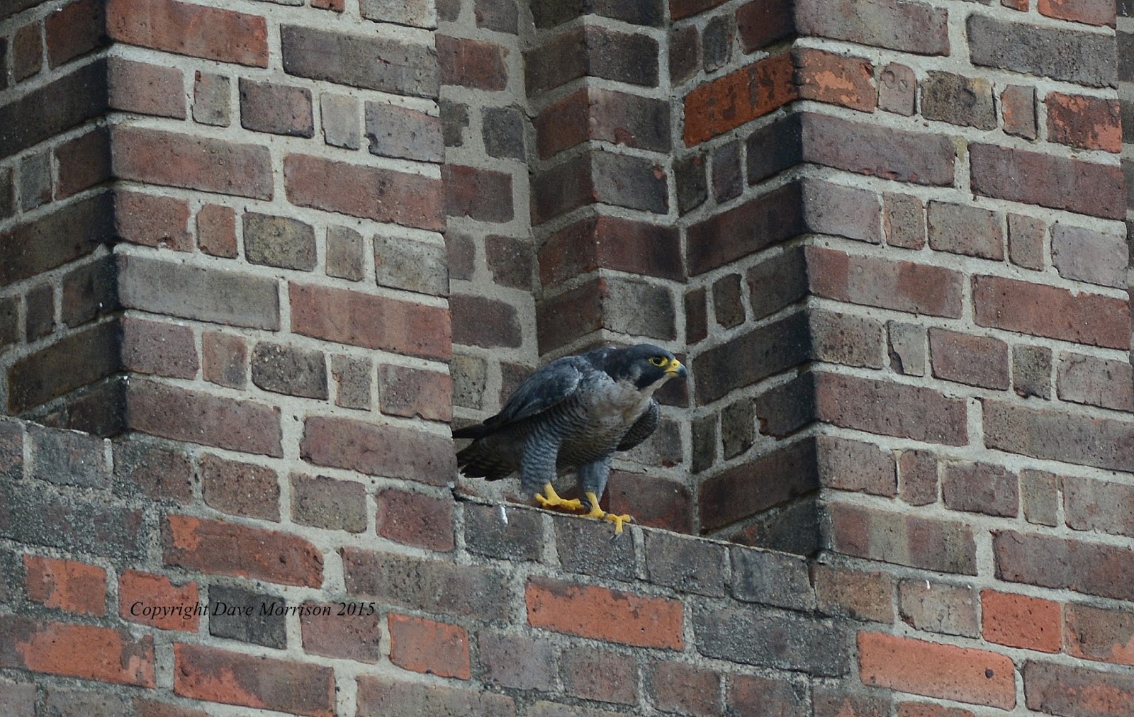 Dave Mo Birding: Tiercel Peregrine