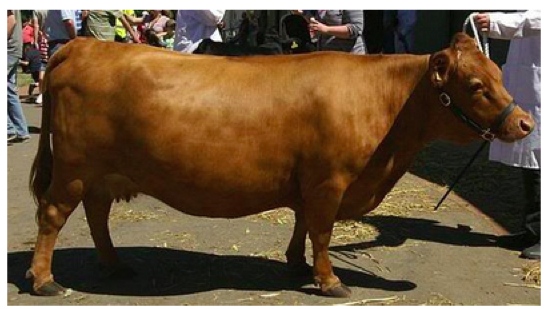 10 Miniature Cattle Breeds for Your Small Farm | Big Picture Agriculture