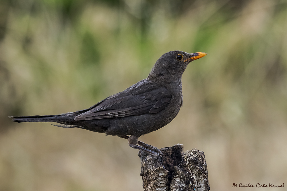 Fotografía de Naturaleza - JM Gavilán: Mirlo común (Turdus merula)