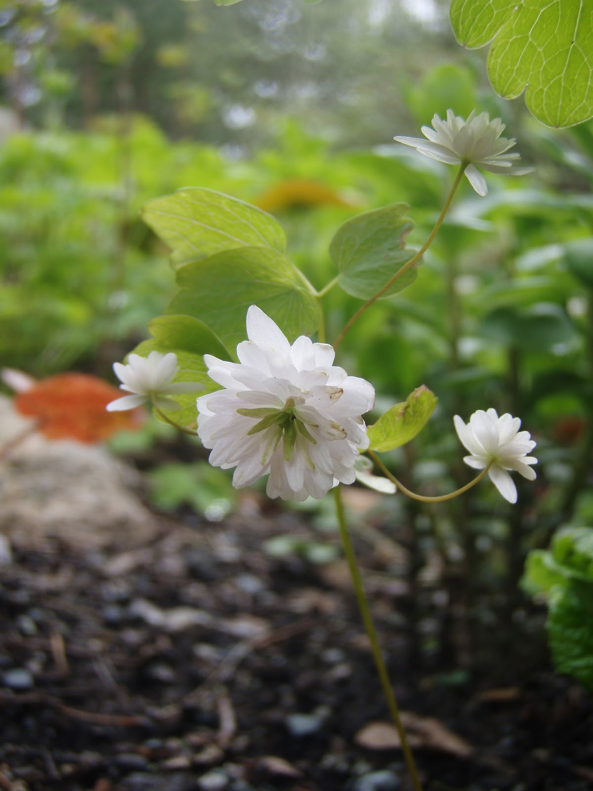 Gyvelborgen: Anemoner og anemoneller